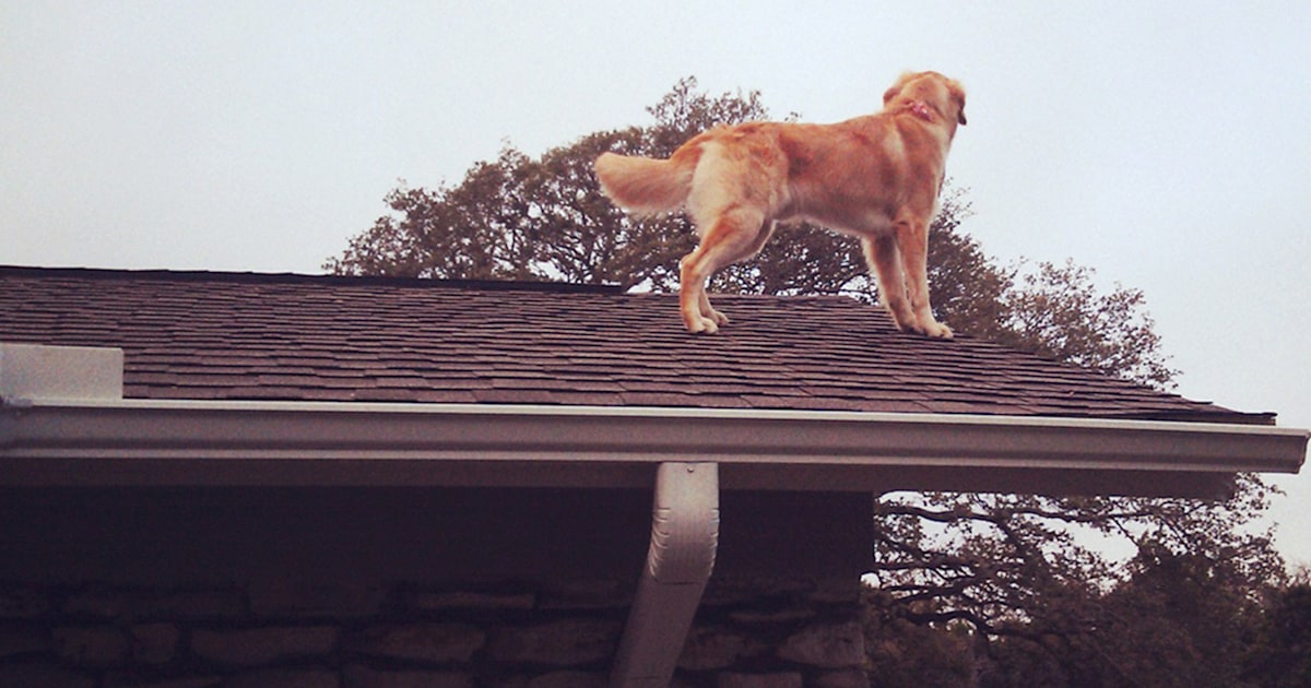 Meet Huck the Roof Dog, the dog who likes to hang out on his roof