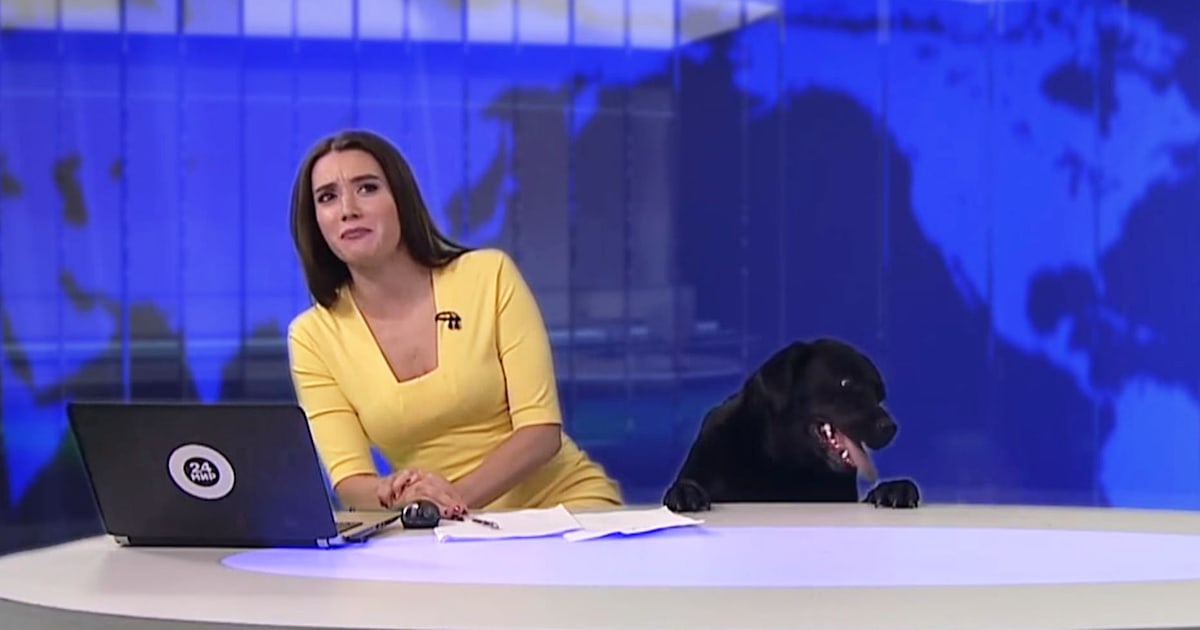 Dog interrupts live broadcast, startles Russian news anchor Dog interrupts live broadcast, startles Russian news anchor