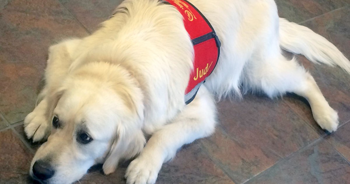 Therapy dogs in funeral homes help mourners process grief