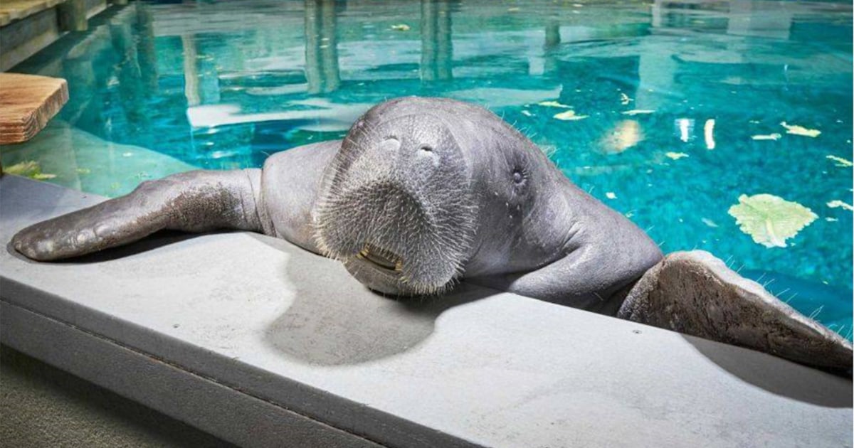 Snooty, the world's oldest captive manatee, dies just days after 69th ...