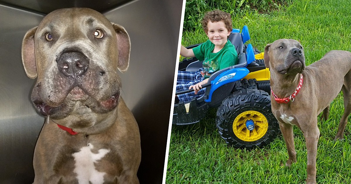 Hero pit bulls save kids from venomous snake attack