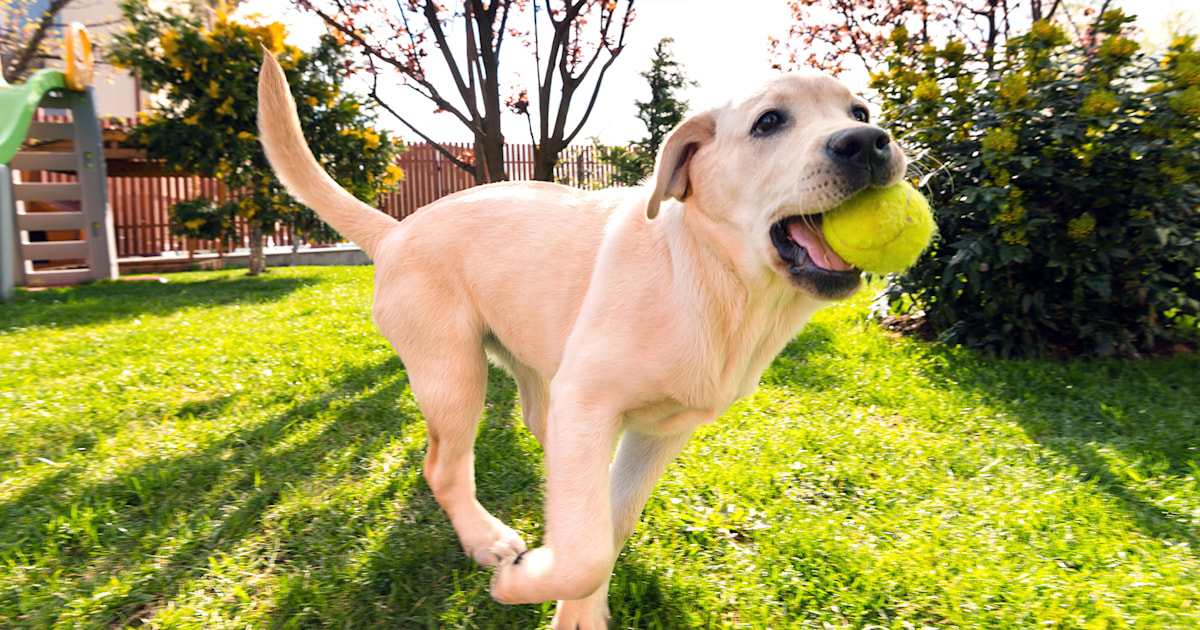 Celebrate National Dog Day with these great gifts!