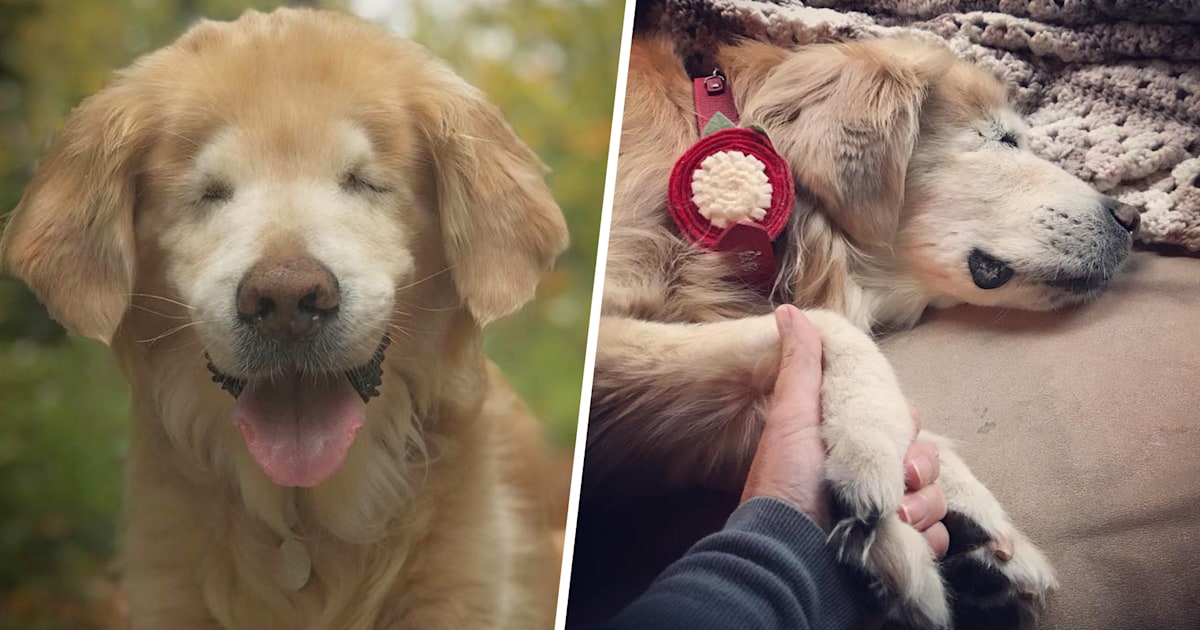 Smiley the blind therapy dog has died