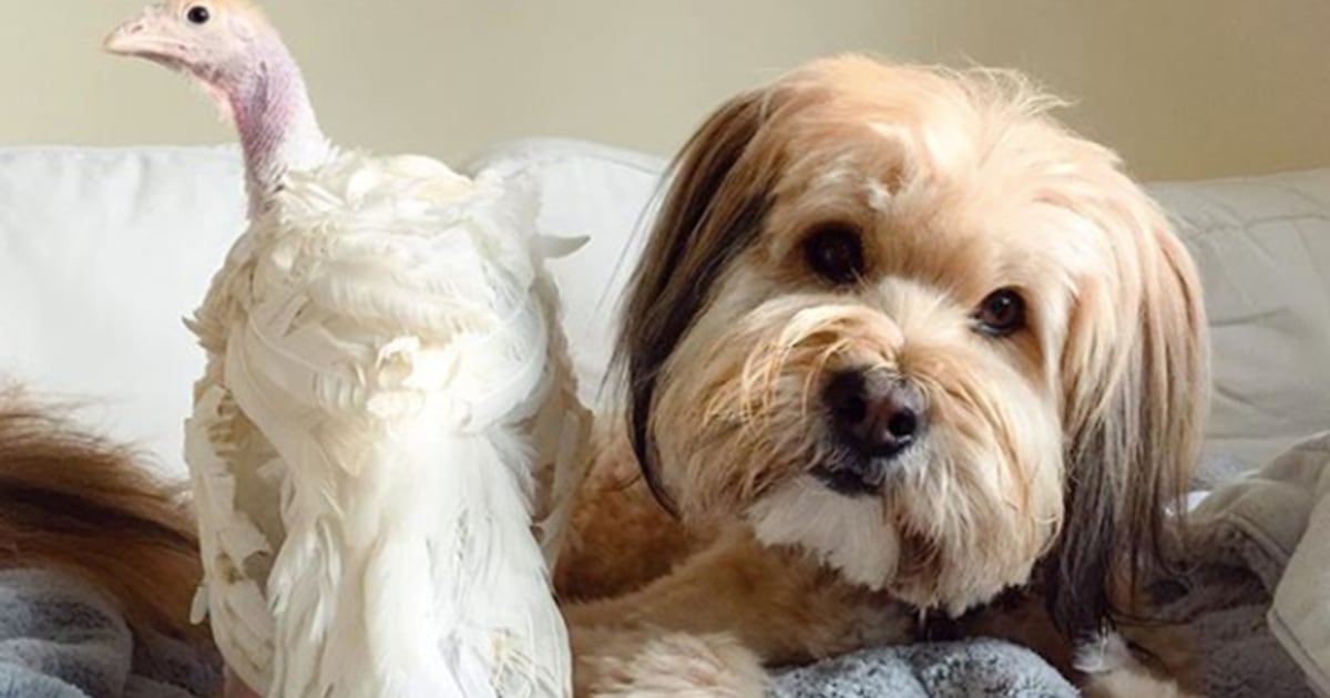 This rescue turkey will celebrate Thanksgiving with its best pal — a dog