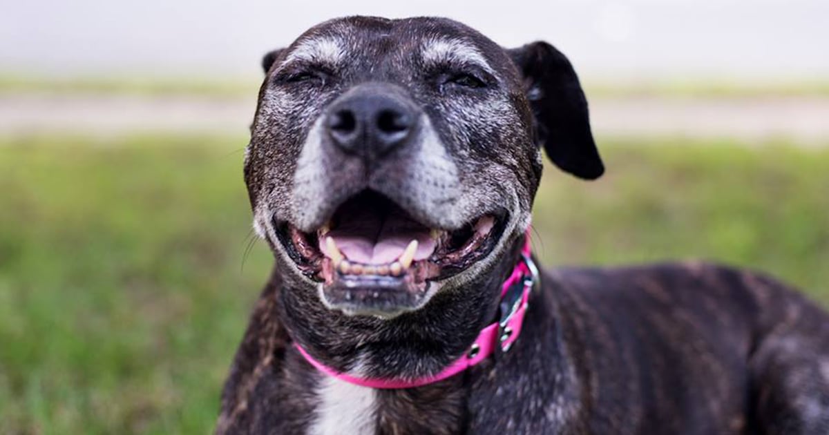 Elderly dog with cancer is adopted, completes bucket list