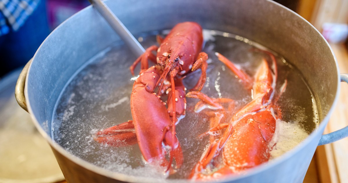 how to boil live lobster