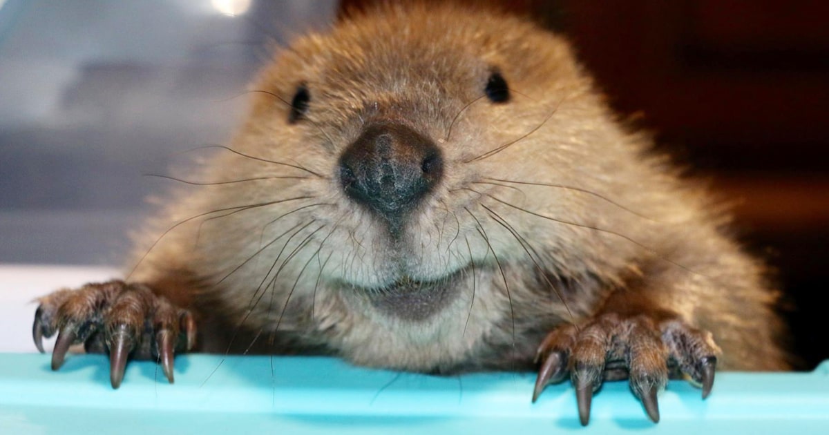 Justin Beaver, rescued as an orphan, makes dams out of toys