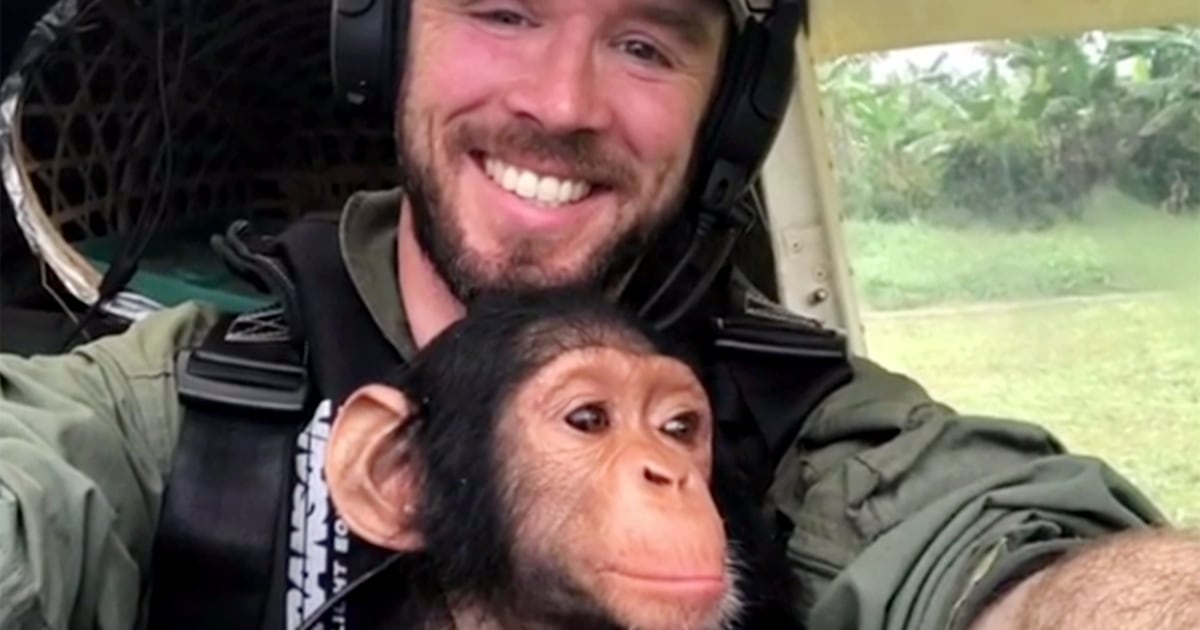 Baby chimp snuggles with pilot after rescue from poachers