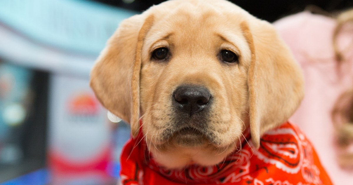 Learn fun facts about TODAY's new puppy with a purpose, Sunny