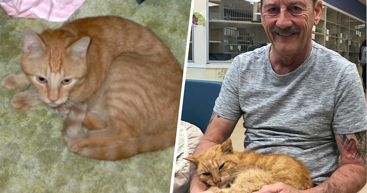 Missing cat reunites with owner after 14 years thanks to microchipping