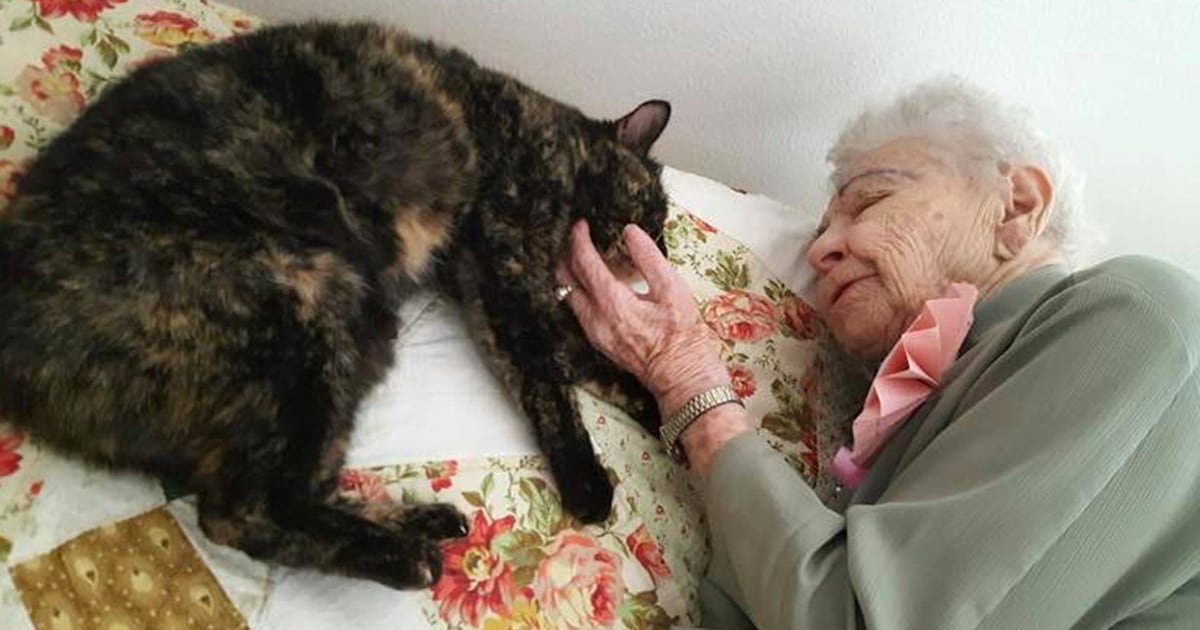 Old Woman With Cats The Old Woman And Her Cats Hi Res Stock