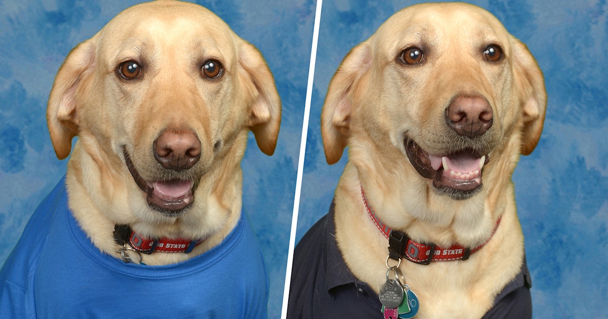 Adorable service dog poses in elementary school yearbook