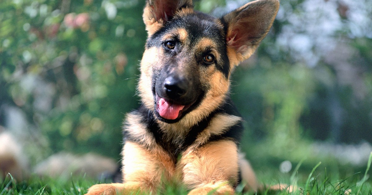 Life jackets and 9 other pet safety products for your dog