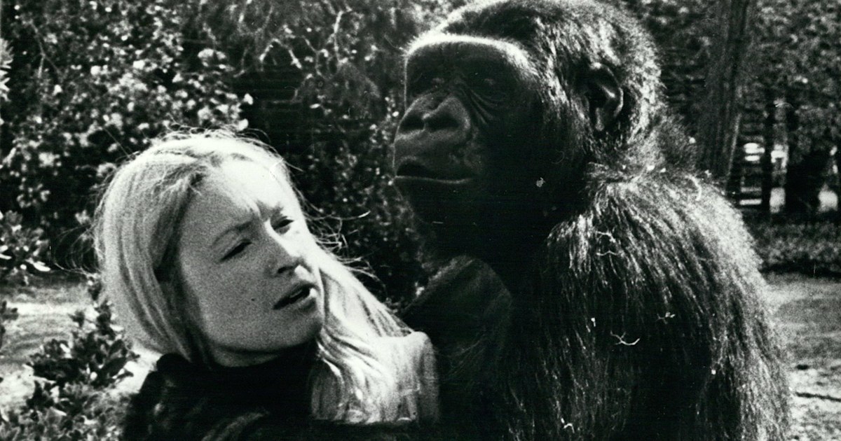 Koko, the beloved gorilla who communicated using sign language, has died