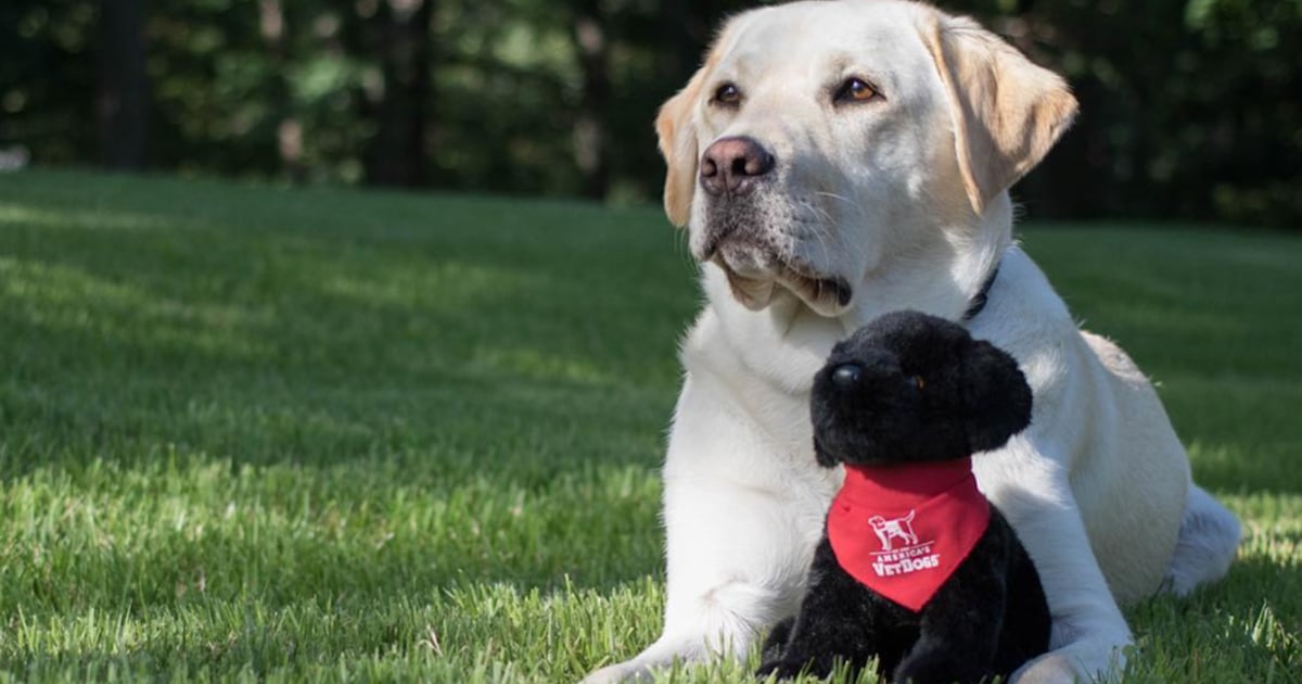 George H.W. Bush's service dog shares his life with the world in ...
