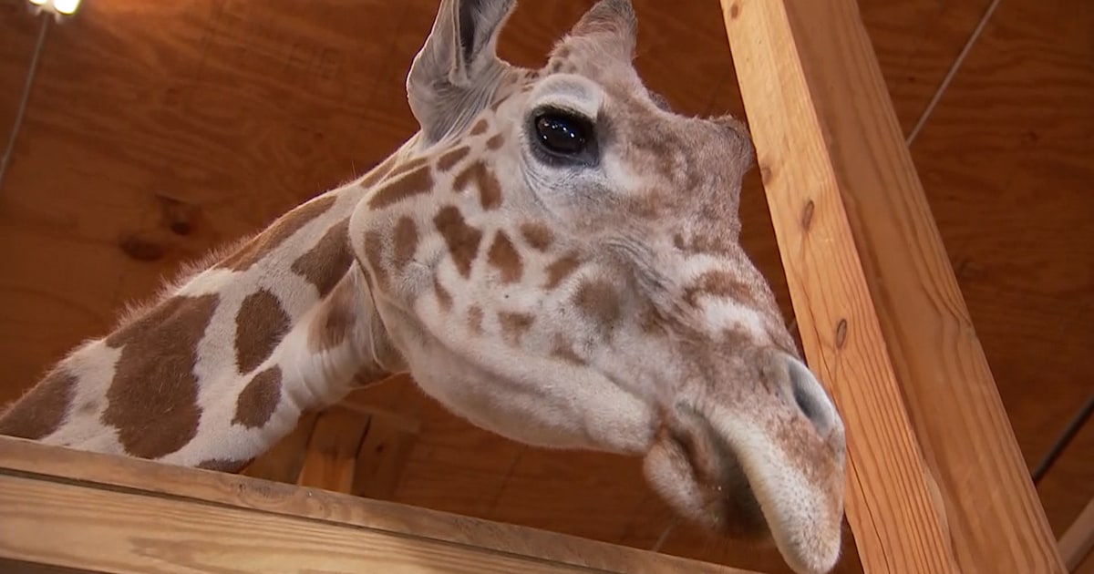 April the Giraffe is pregnant — again!