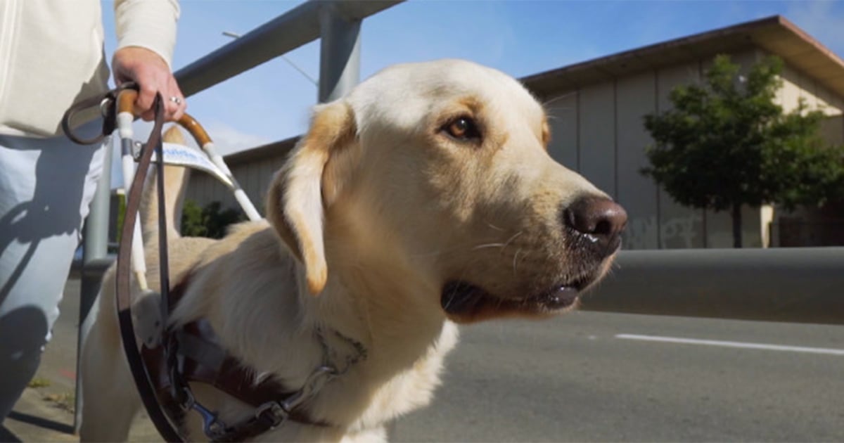 'Pick of the Litter' documentary follows puppies' guide dog training