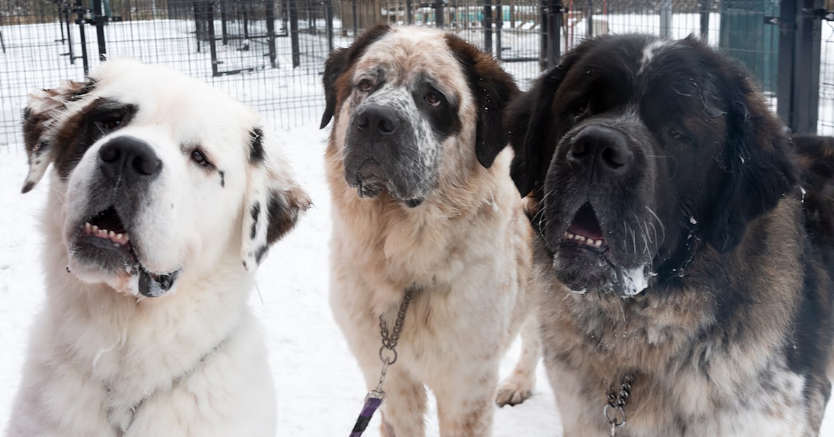 Saint Bernard siblings who always stick together find forever home
