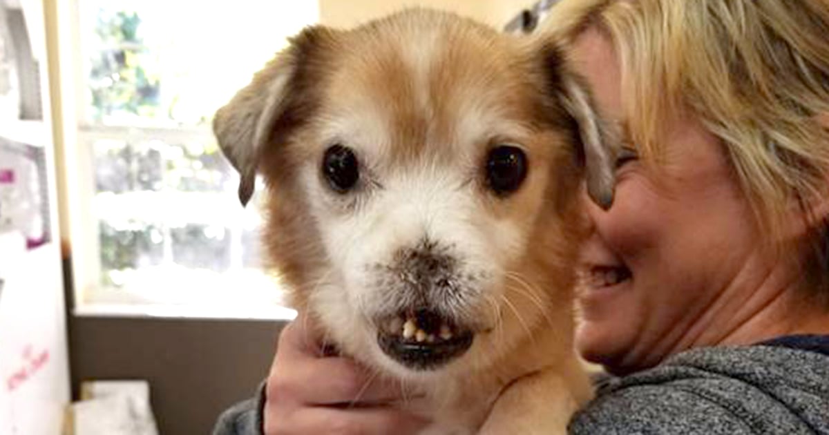 Meet Sniffles, the dog with no nose looking for a home