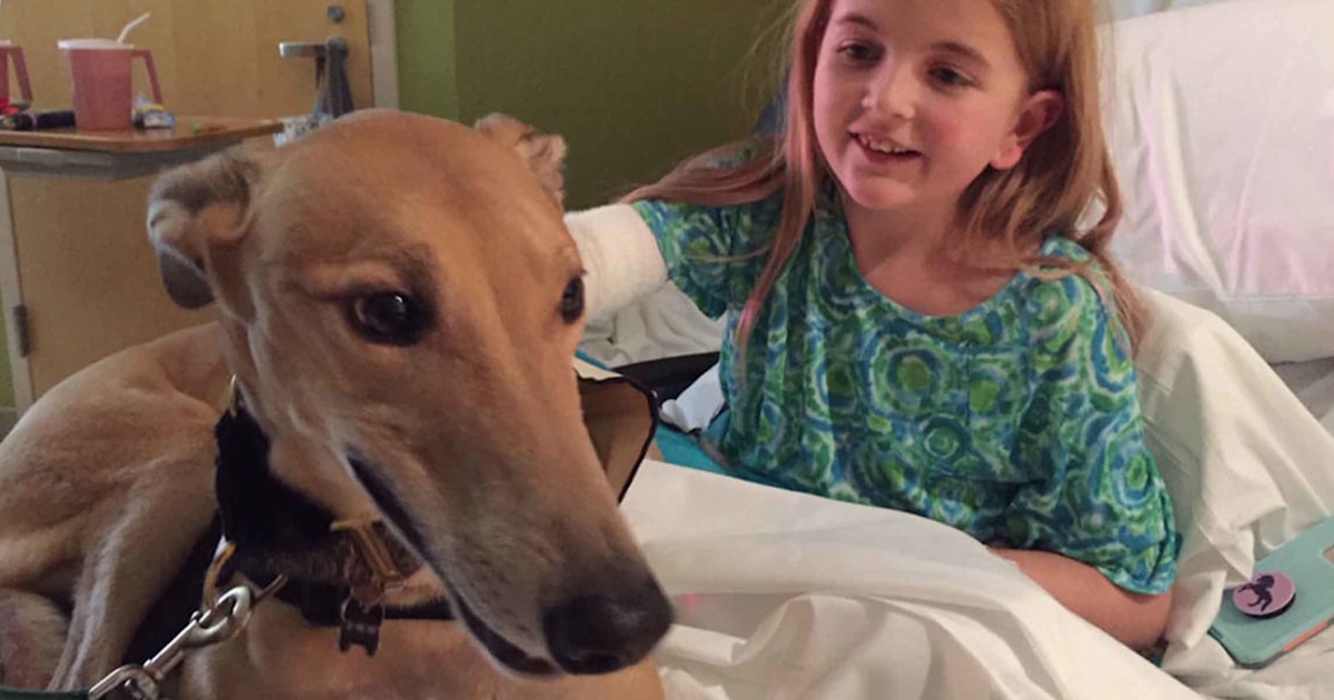 From racetrack to hospital: How 1 greyhound is changing lives of sick kids