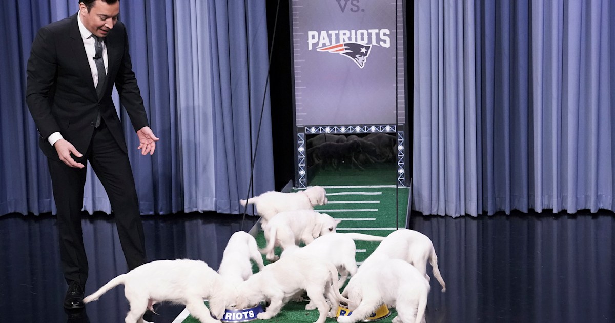 Jimmy Fallon unleashed puppies to predict Super Bowl LIII winner