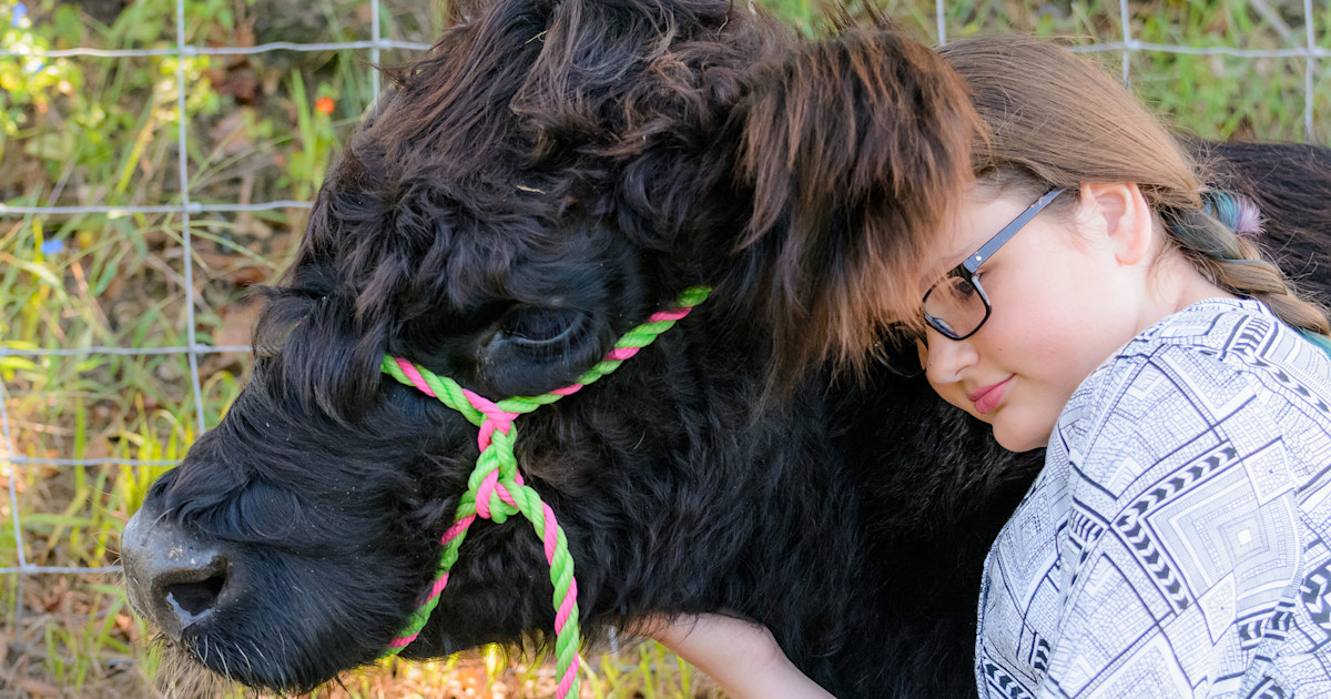 When Mazie met Blonnie: 'Oreo cow' helps girl get through health crisis