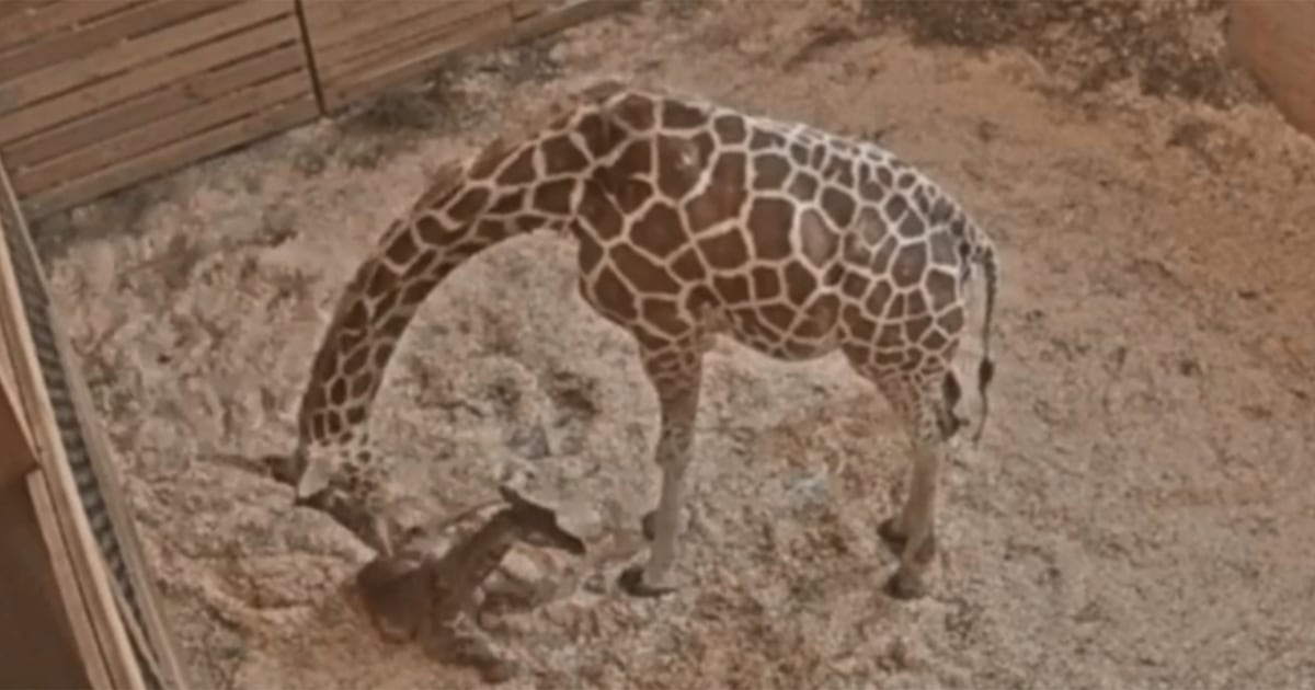April the Giraffe is officially a happy mom of five! See her new calf