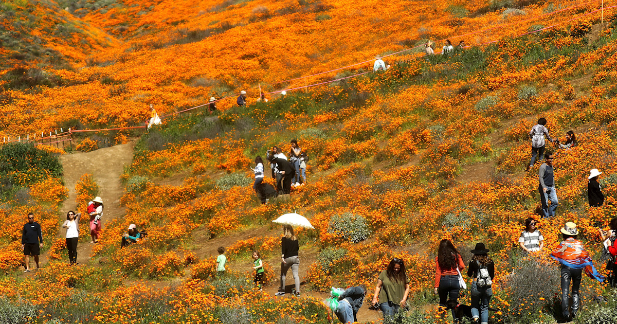 Stunning ‘super bloom’ of wildflowers draws vast crowds in Southern ...