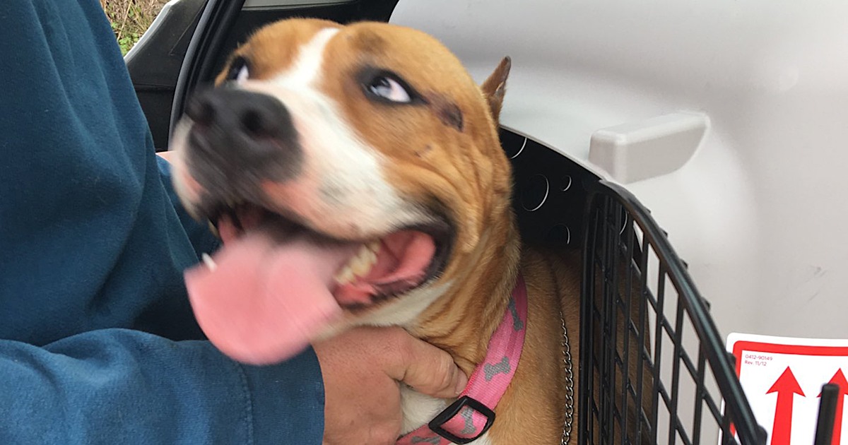 Gale the missing show dog has been found at Atlanta airport