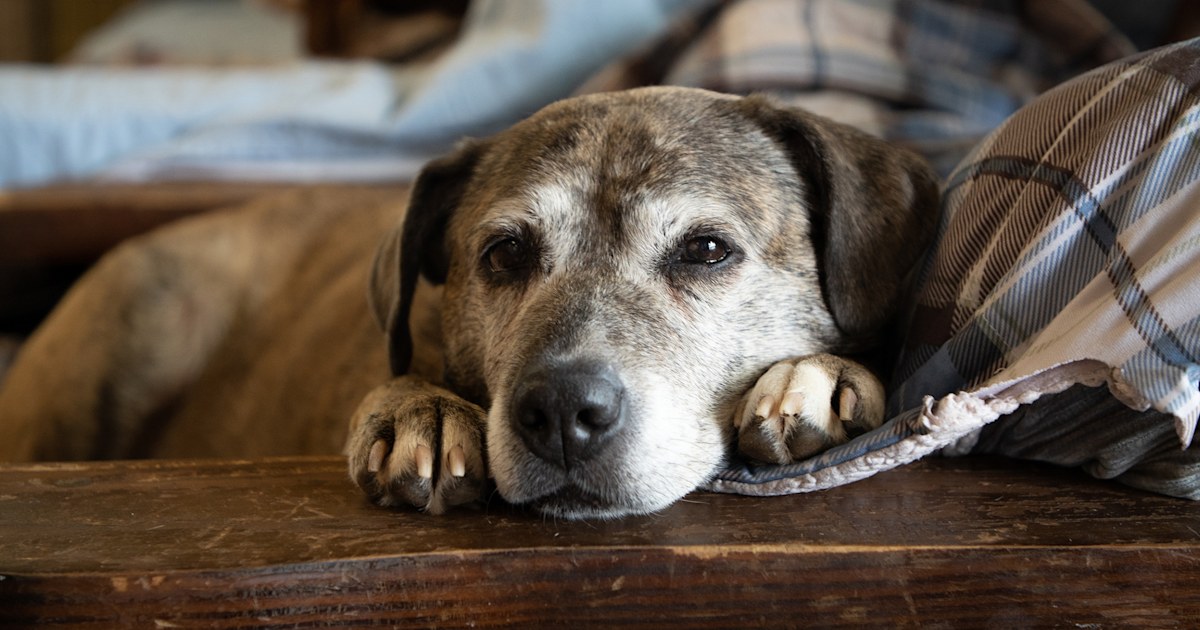 Old Friends Senior Dog Sanctuary rescues dogs, pays vet bills