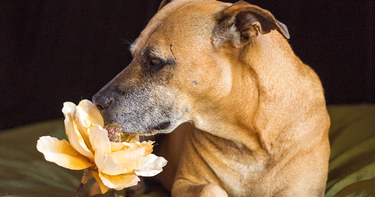 Vicktory dog rescued from Michael Vick's dogfighting ring dies