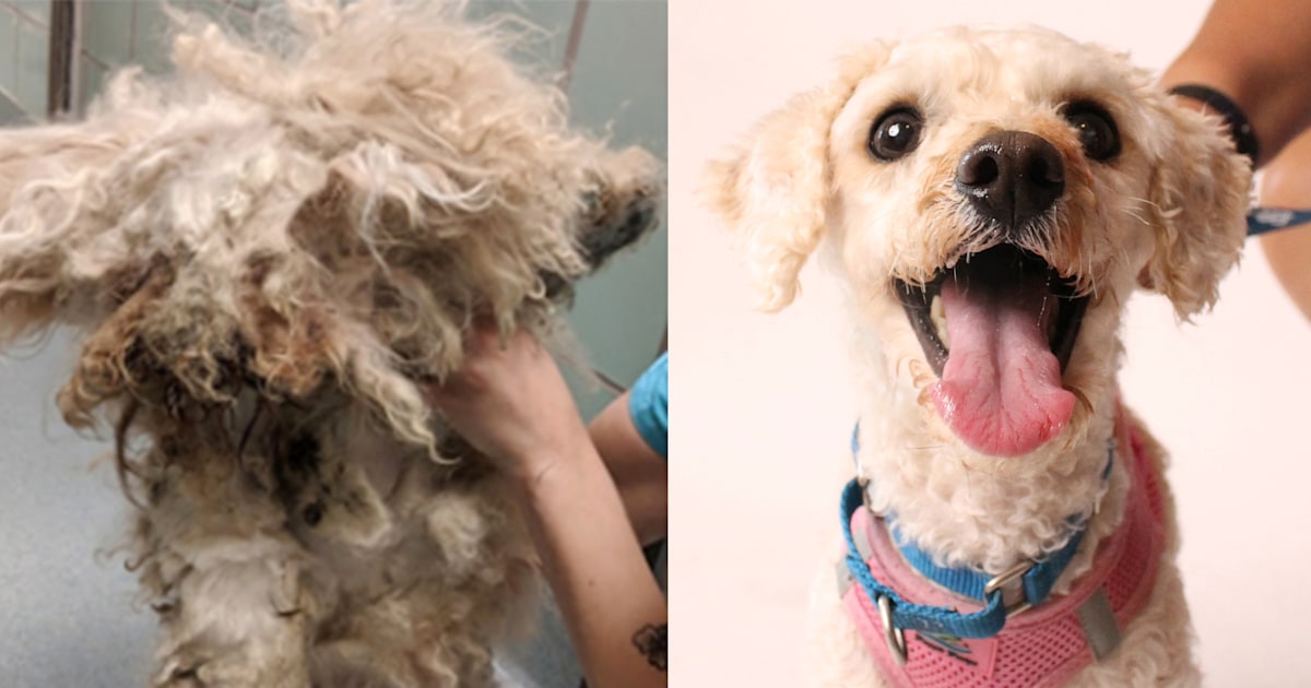 Neglected, matted dog gets 'Cinderella' transformation