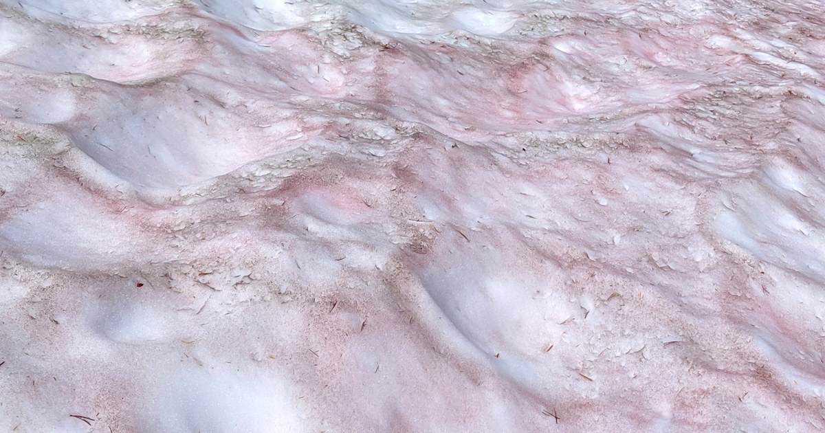 Red-colored 'watermelon snow' found at Yosemite National Park