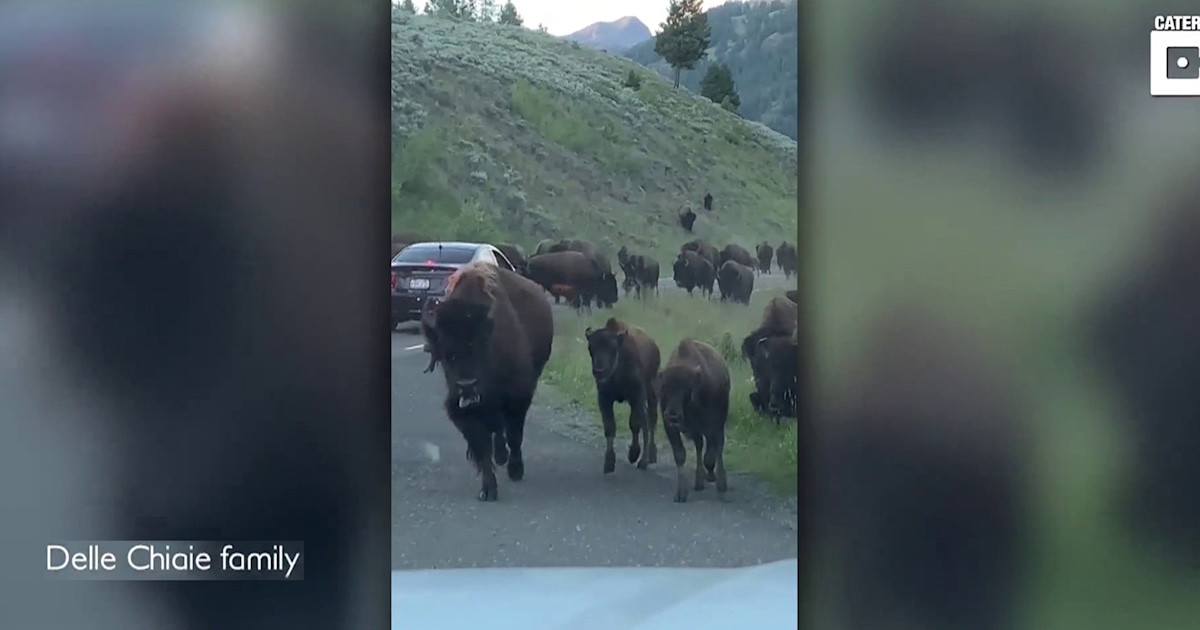 Bison caught on camera plowing into car at Yellowstone National Park
