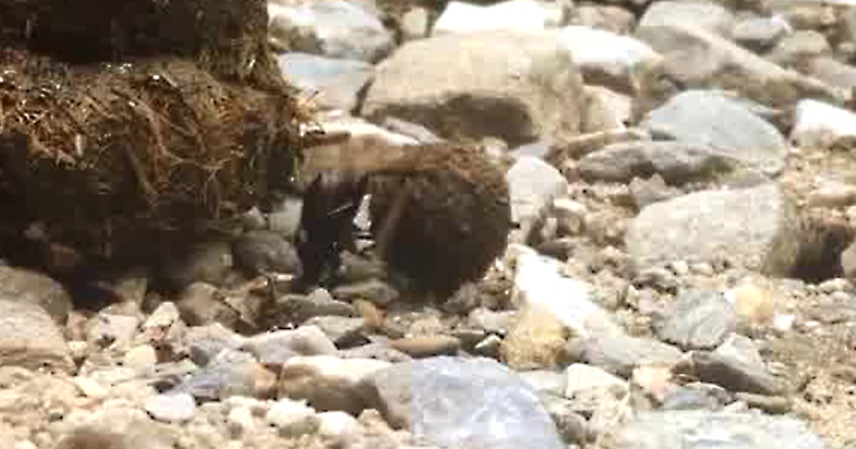 Great Smoky Mountains National Park issues odd warning: Watch out for ...