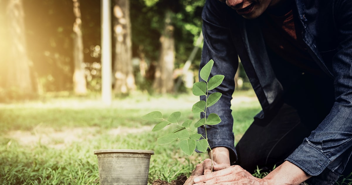How planting trees helps combat climate change How planting trees helps combat climate change