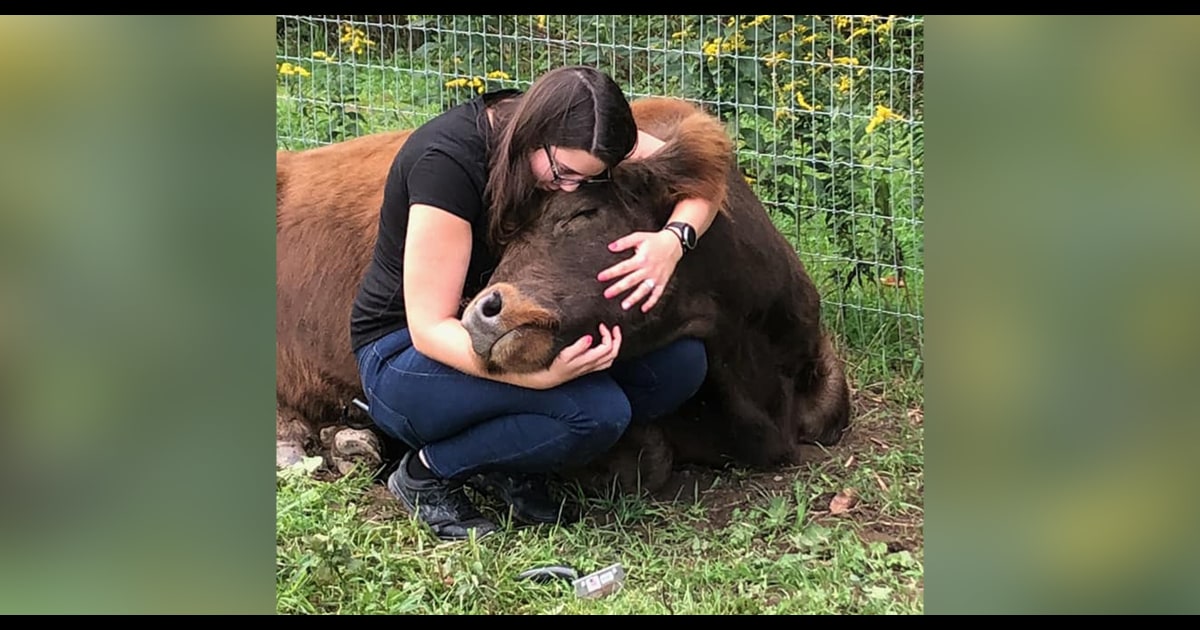 Cow cuddling lets people relax with help of friendly bovines