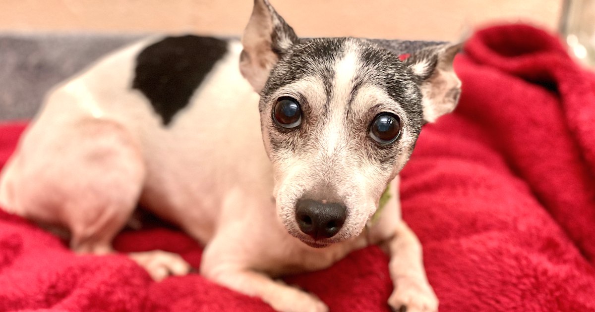 Dog reunites with owner after going missing for 12 years