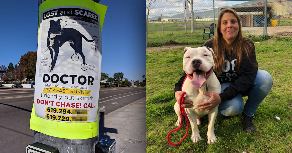 Pet detective Babs Fry helps find missing dogs for free