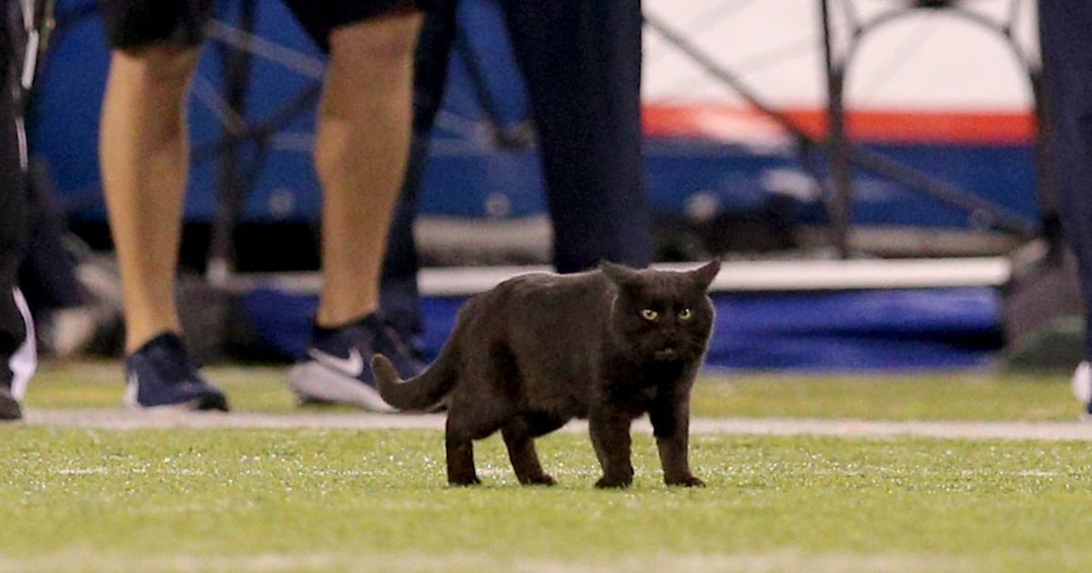 Black cat runs on field during Monday night's Cowboys-Giants game