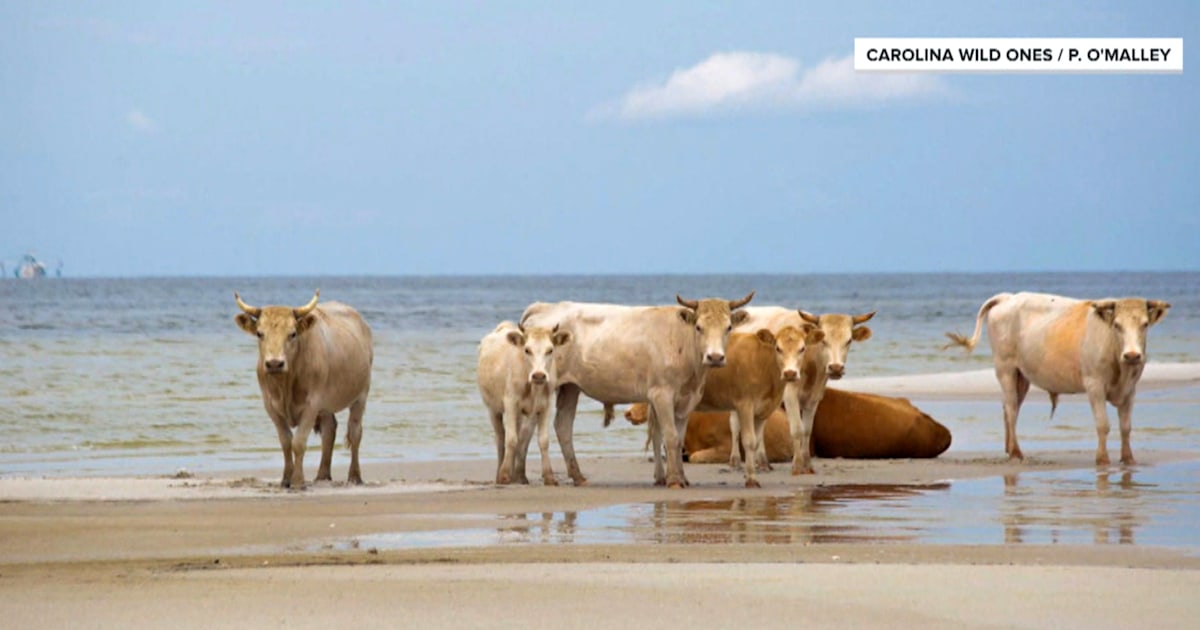 Cows swept away by Hurricane Dorian found 3 months later