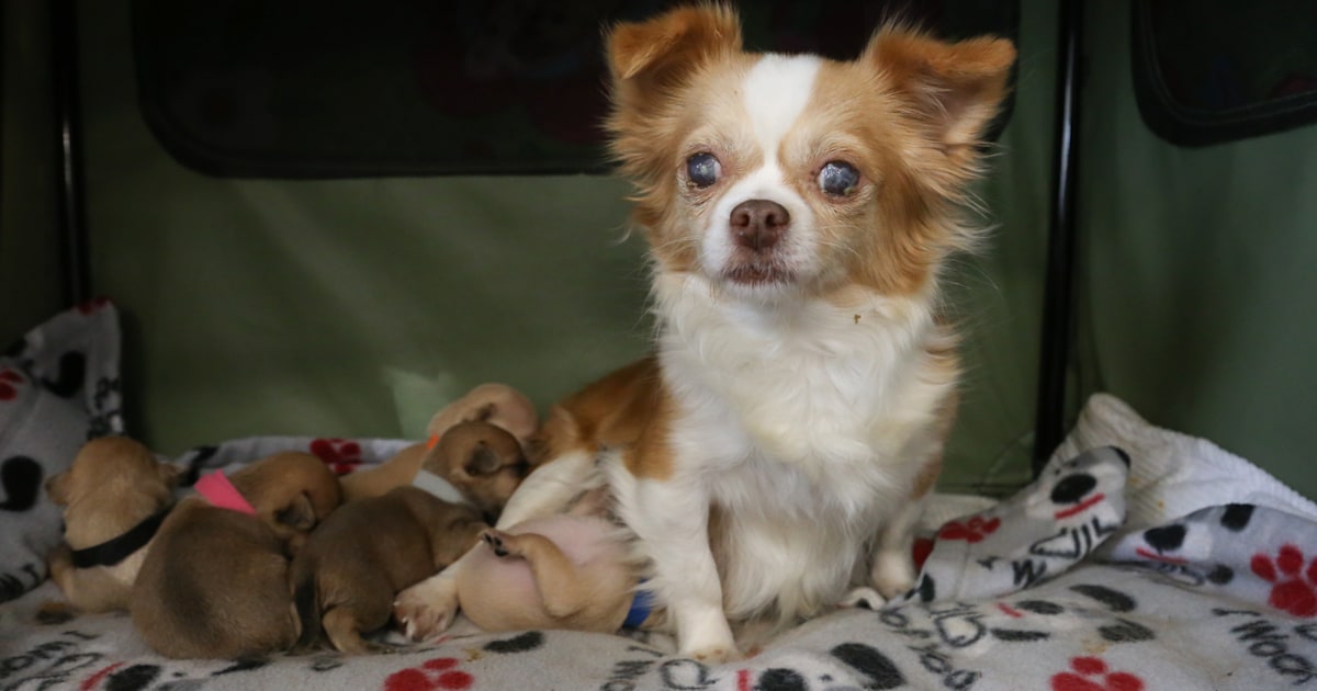 Rescue dog who lost her own litter ‘adopts’ orphaned puppies