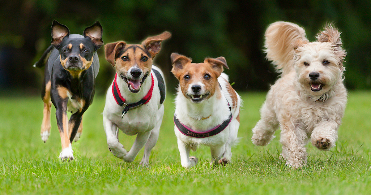 Celebrate National Dog Day with 14 dog-approved favorites