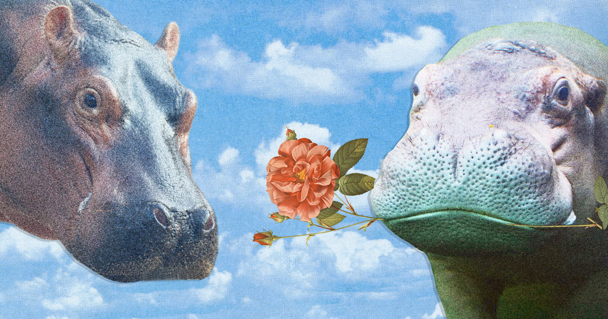 Fiona the hippo catches eye of long-distance suitor Timothy