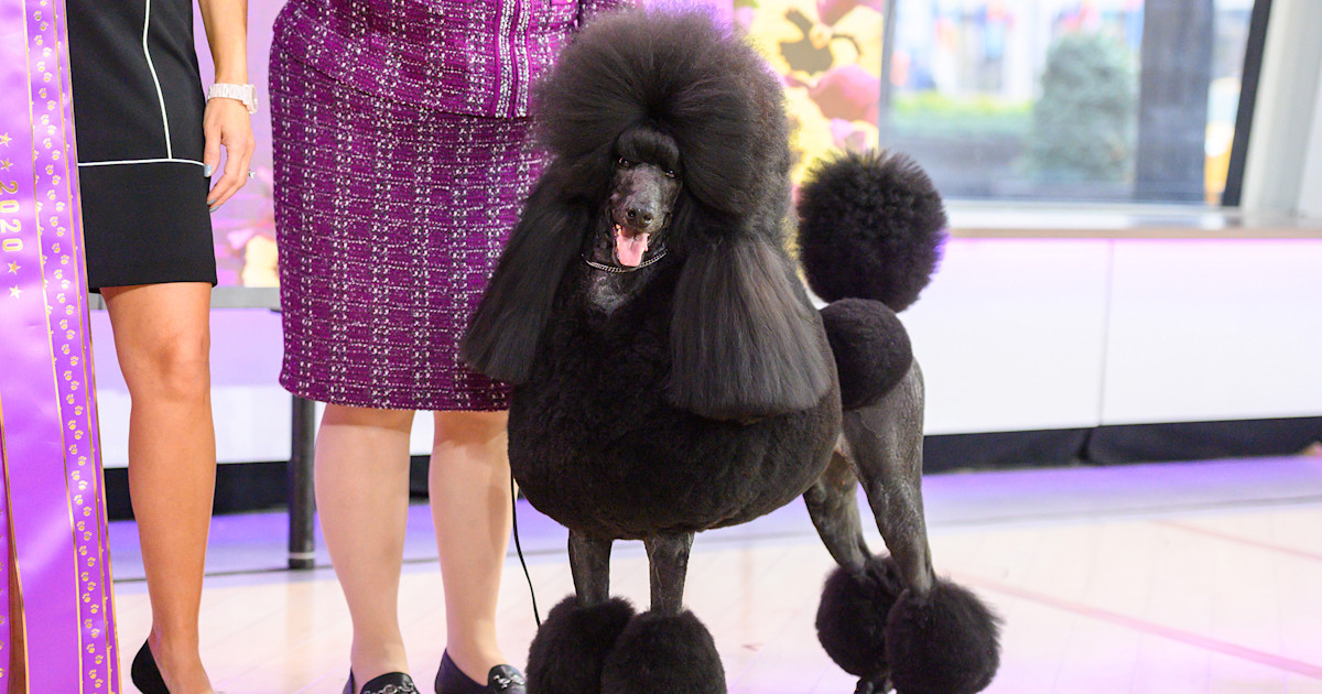 Westminster dog show: Meet Siba, the poodle named best in show