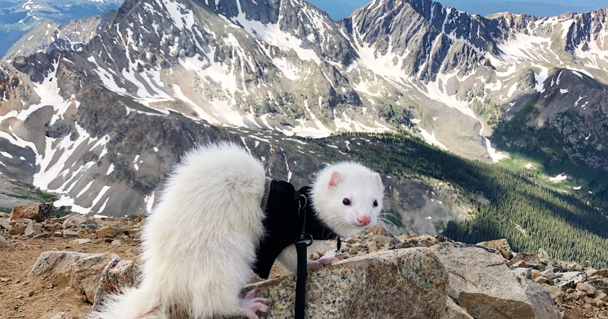 Oliver the hiking ferret has summited 11 of Colorado's peaks