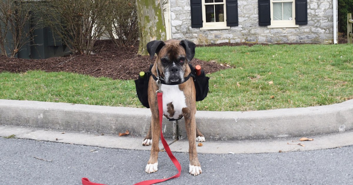 This dog will deliver wine to encourage social distancing