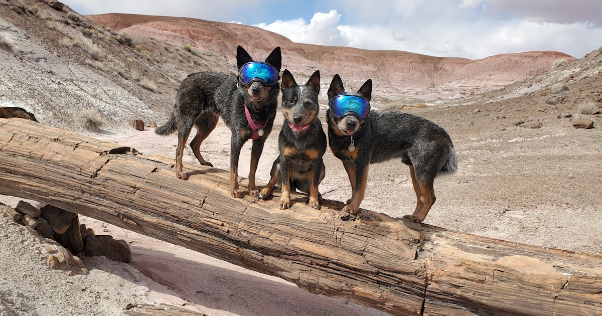 Deaf dog’s pack provides ‘protection ears’ in great outdoors