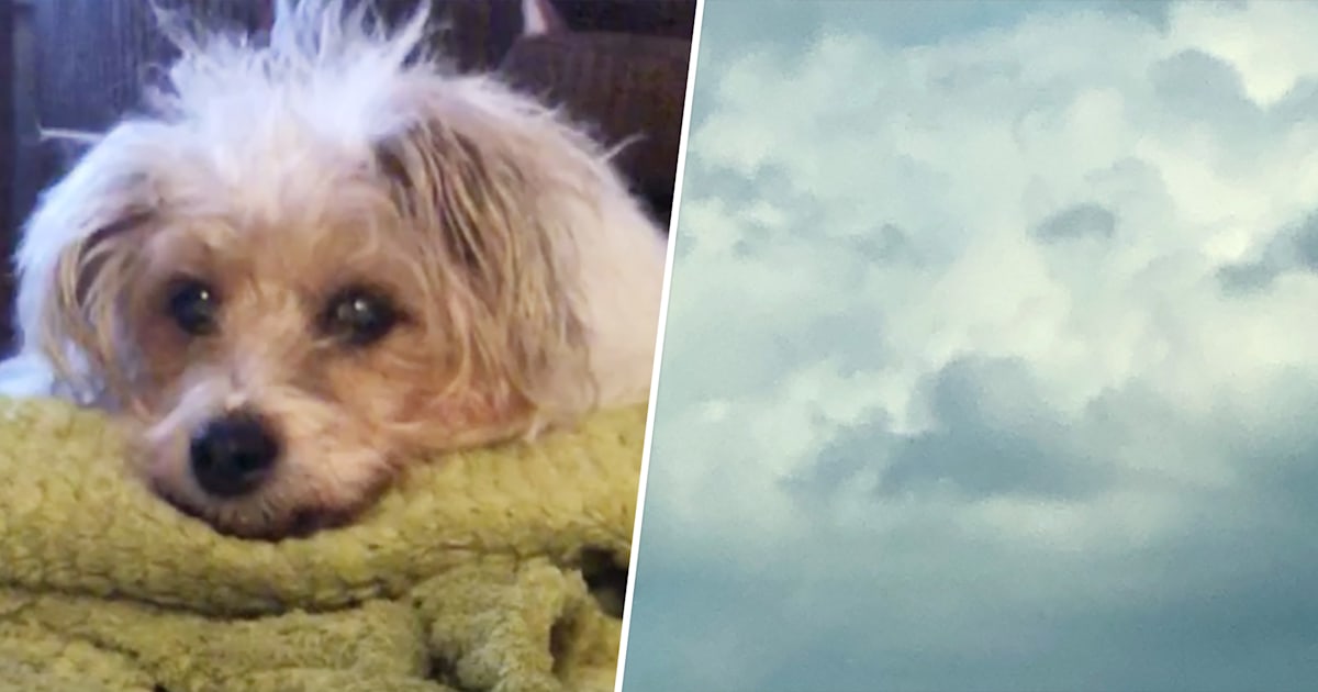 Woman sees dog's face in the clouds hours after her death