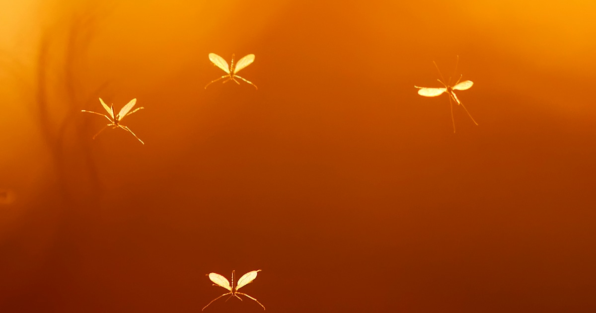 EPA approves new insect repellent that smells like grapefruit